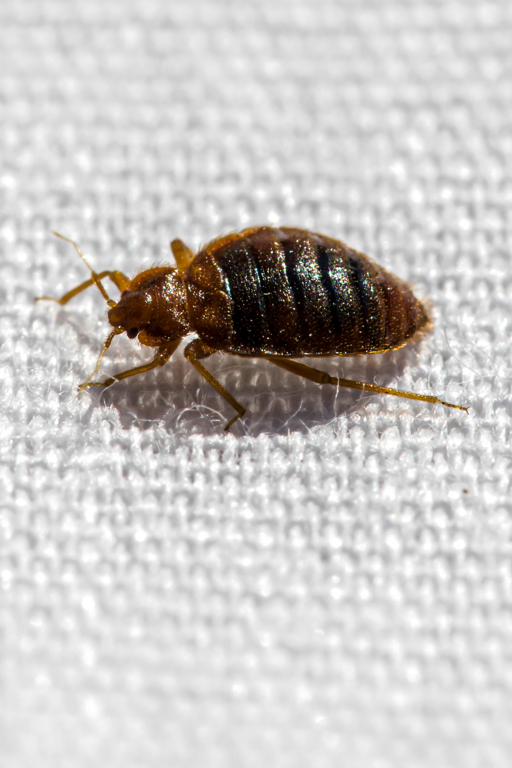 À quoi ressemble la punaise de lit ? | Photo punaise de lit