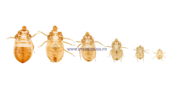 Mue punaise de lit : comment la reconnaître