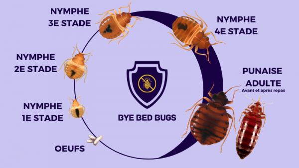 Mue punaise de lit : comment la reconnaître